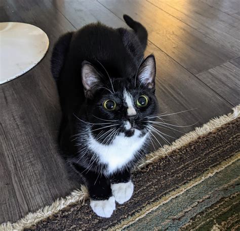 She Loves Playing Fetch Here She Is Waiting For Me To Throw Her Toy
