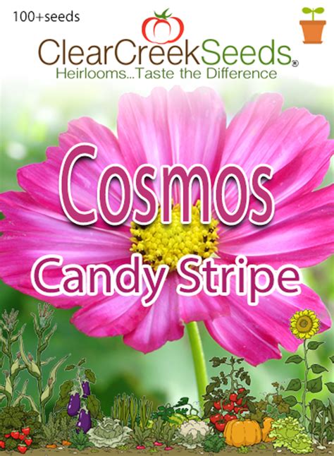 Cosmos Candy Stripe 100 Seeds Clear Creek Seeds