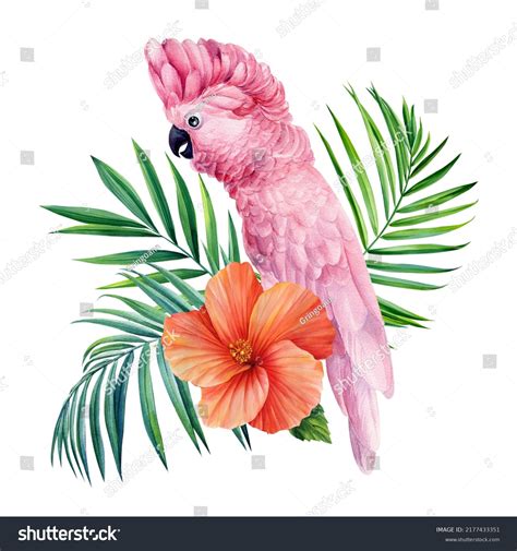 열대야잎 히비스커스 꽃과 분홍색 코카투 앵무새 스톡 일러스트 2177433351 Shutterstock