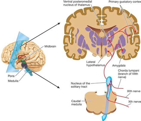 Gustatory Cortex And Thalamus