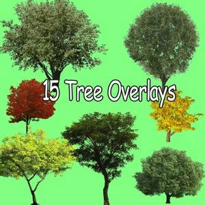 15 Tree Overlays For Photoshop Tree Overlays PNG Overlays Photoshop Overlays Trees Wall Art