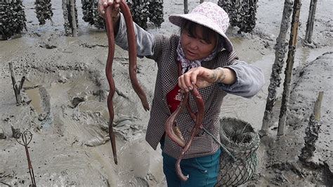 泰婶去滩涂地倒竹筒，没想到今天运气这么好，这里有一对大红鳗鱼 Youtube