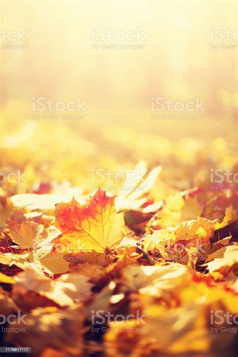 단풍 배경입니다 복사 공간이 있는 흐린 텍스처 위에 노란색 단풍 잎 가을 시즌의 개념 황금 가을 카드 10월에 대한 스톡 사진