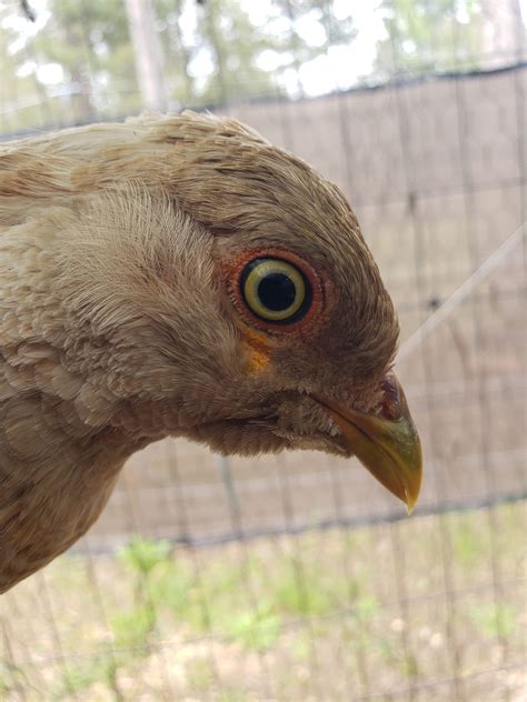 How To Identify The Sex Of A Golden Pheasant A Comprehensive Guide Peach Golden Pheasantry How To Identify The Sex Of A Golden Pheasant A Comprehensive Guide Peach Golden Pheasantry