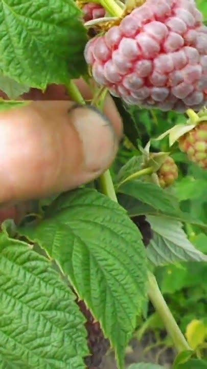 Малина ремонтантная Полесье с вкусной крупной и сладкой ягодой Shorts Youtube