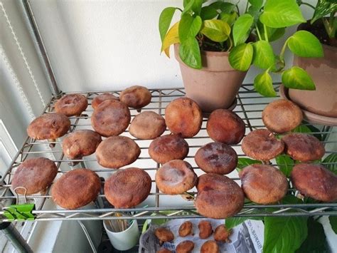 표고버섯 곰팡이 인가요 지식in