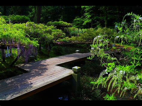 神苑内の通路と藤の花