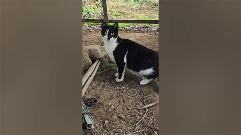 비오는 날 아기 턱시도 코숏 고양이 밥주기 Youtube