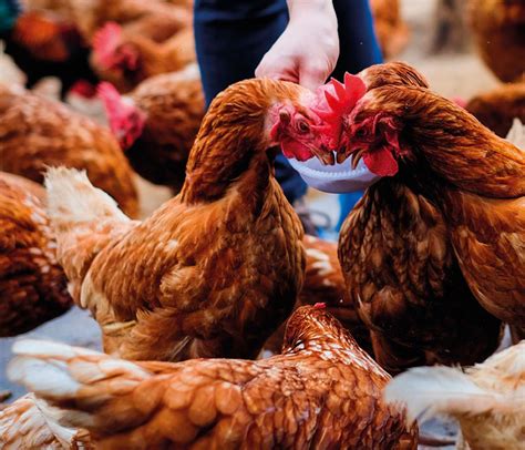 Avian Influenza Zoonosis