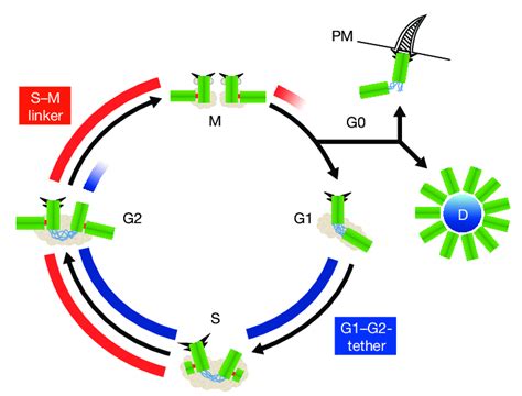 Centriole Biogenesis This Schematic Representation Of The Centriole