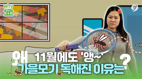 [why요] 11월에도 앵~…가을모기 독해진 이유는