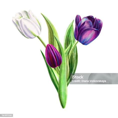 아름다운 흑백 튤립 구성 플로럴 컬렉션 마커 그리기 수채화 그림입니다 결혼식과 생일 꽃다발 개화기에 대한 스톡 벡터 아트 및 기타 이미지 Istock