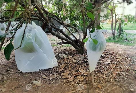 A Photography Of A Group Of Plastic Bags Hanging From A Tree Plastic