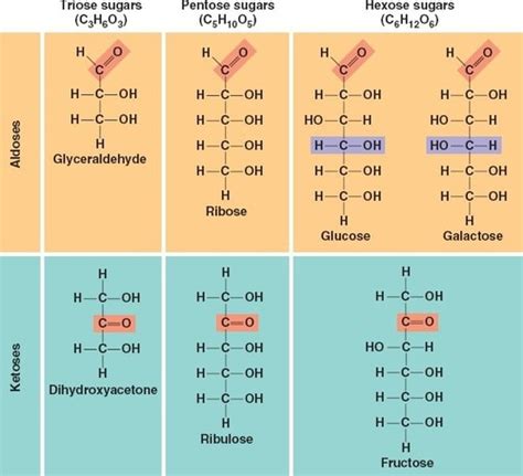 Carbohydrate Structure And Function QS Flashcards Quizlet