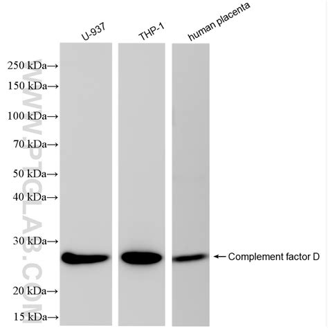 Complement Factor D Antibody 84851 4 Rr Proteintech