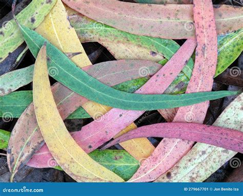 Eucalyptus Globulus Leaves Used As A Medicinal Plant Stock Image Image Of Environment Flora