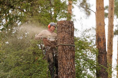 Tree Removal Services In Richmond British Columbia