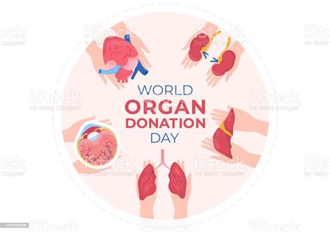 신장 심장 폐 눈 또는 간 이식 플랫 카툰 일러스트레이션에서 생명과 건강 관리를 구하는 세계 장기 기증의 날 장기 기증에 대한 스톡 벡터 아트 및 기타 이미지 Istock