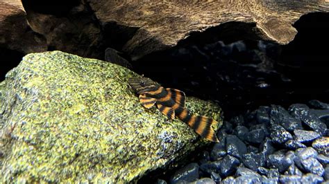 L397 Pleco Alenquer Pleco Care Size Lifespan Breeding And More