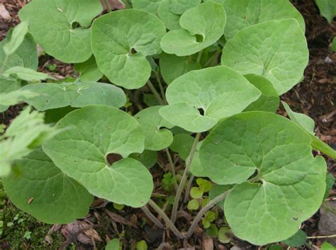 Wild Ginger Aka Asarum Canadense Backyard Forager