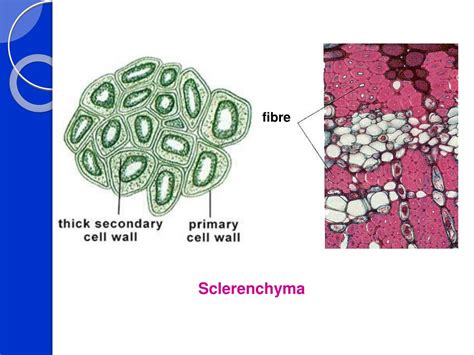 Ppt Plant Anatomy Cell Types And Tissues For Growth And Function