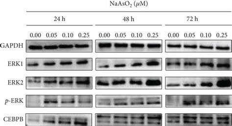 The Erk Cebpb Signaling Pathway Participates In Arsenic Induced Skin Download Scientific
