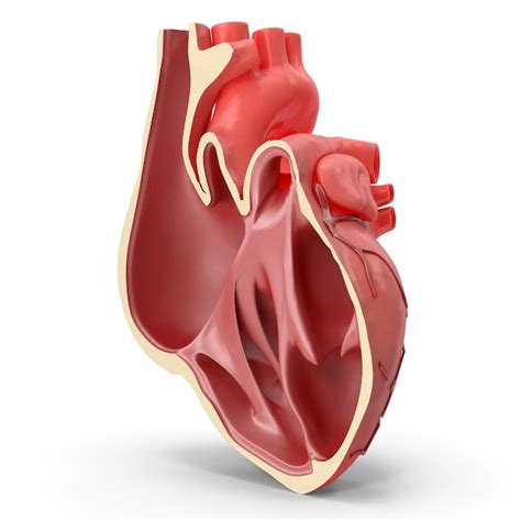 Premium Photo Anatomy Heart 3d Modeling Psd File Realistic Human Anatomy