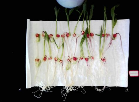 2023 03 31 5 Object Detection Dataset By Maize3