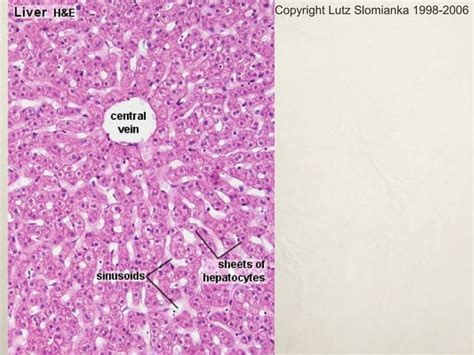 Digestive System Histology Ppt