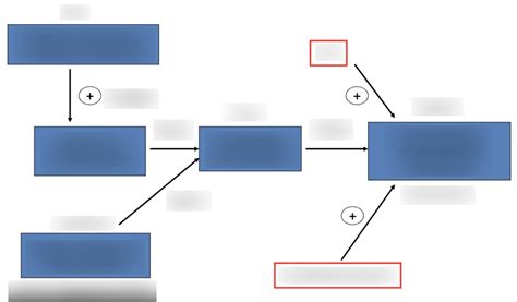 The Vitamin D Pathway Diagram Quizlet