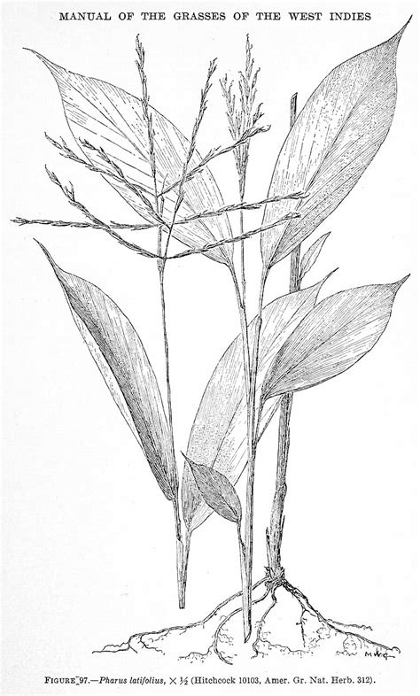 Grass Genera Of The World Pharus Pbrowne