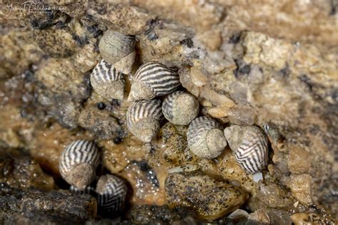 Local Site Differences In Survival And Parasitism Of Periwinkles Haro