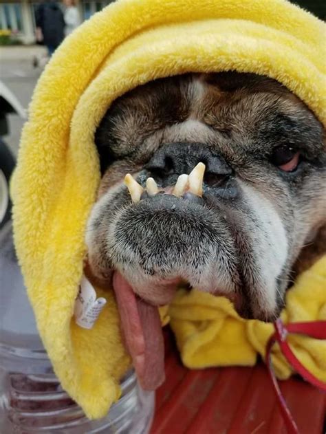 ФОТО Дэлхийн хамгийн ЦАРАЙ МУУТАЙ нохой