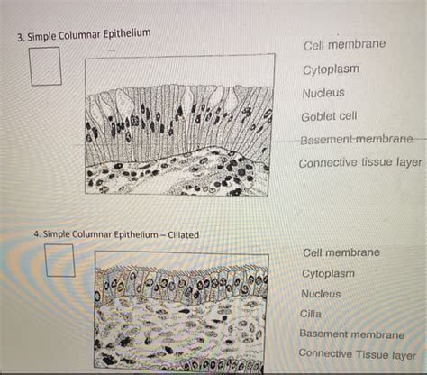 Solved 1 Simple Squamous Epithelium Nucleus Gytoplasm Cell