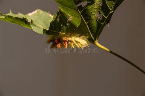 Acronicta Aceris Caterpillar Of Moth Stock Image Image Of Detail