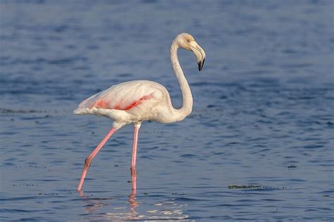 Greater Flamingo Greek Nature Encyclopedia