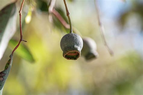 Gumnuts On A Gum Tree Photograph By Merrillie Redden