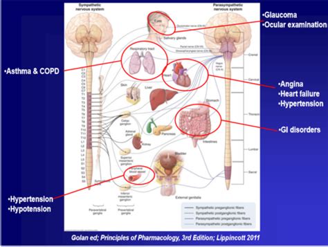 Drugs Affecting Neurotransmitters Flashcards Quizlet