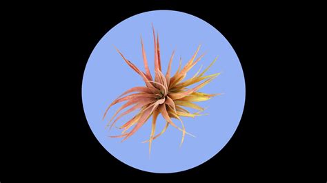 Air Plants Pictures And Names