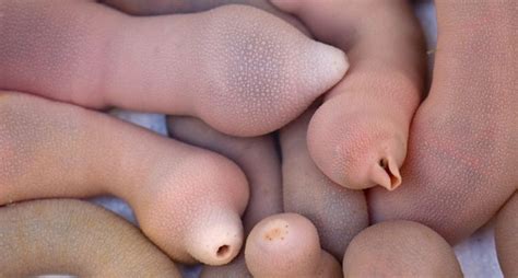 Urechis Unicinctus Aka Penis Fish Album On Imgur