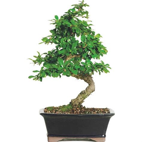 Explore The Beauty Of Bonsai Trees At Amazing Bonsai Trees Blog Bonsai Tree Species Identification