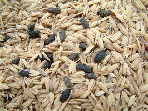 Global Solutions To Prevent Food Loss And Waste Part 4 Theres A Rat