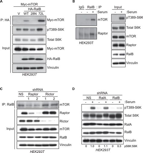 Figure 3 From Ral And Rheb Gtpase Activating Proteins Integrate Mtor