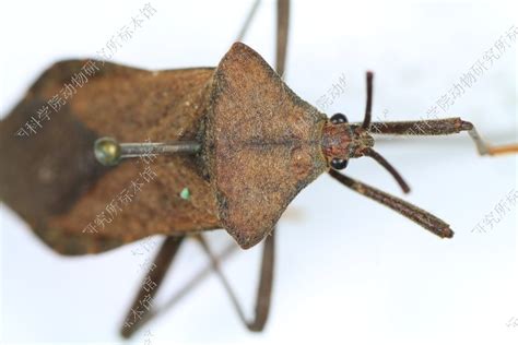 黄胫侎缘蝽 Mictis serina 物种库 国家动物标本资源库