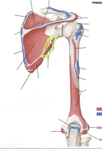 Úpony Hk Flashcards Quizlet