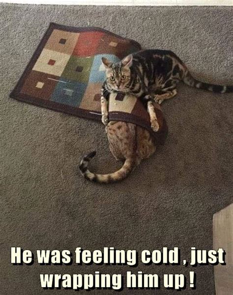 Purrito Lolcats Lol Cat Memes Funny Cats Funny Cat Pictures