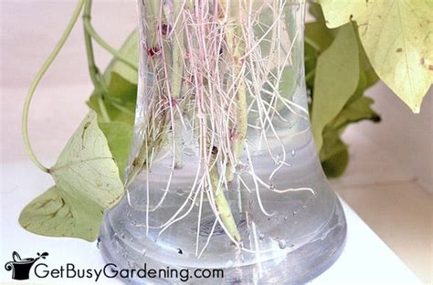 Propagating Potato Vine Understanding Potato Growth Stages Dijo Seed