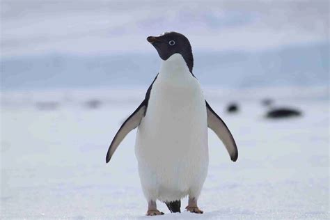 Penguins International World Penguin Day Penguin Conservation Status
