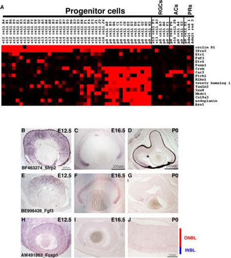 A A Treeview Generated Heatmap Showing The Expression Of Transcripts