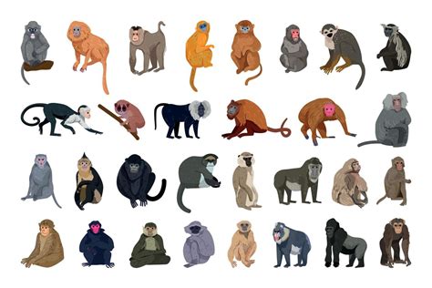 Set Of Monkeys 10562135 Vector Art At Vecteezy